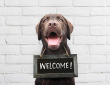 Dogs Welcome Free Stock Photo - Public Domain Pictures
