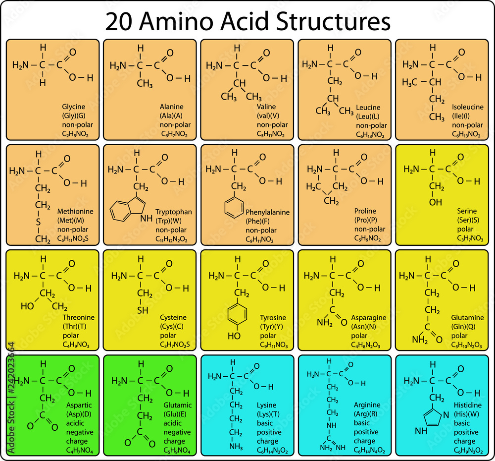 20 Amino Acid Molecules Skeletal Structure Stock Vector | Adobe Stock