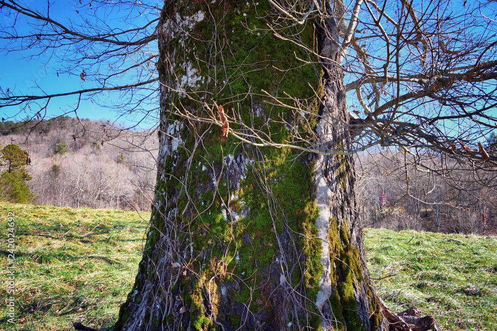 "The Giant" Old Growth White Oak Tree Close Up Stock Photo | Adobe Stock
