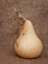 Shu-shu Squash Tendrils Free Stock Photo - Public Domain Pictures