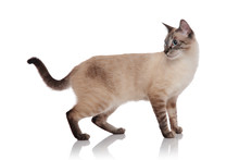 Albino Burmese Kitten Free Stock Photo - Public Domain Pictures