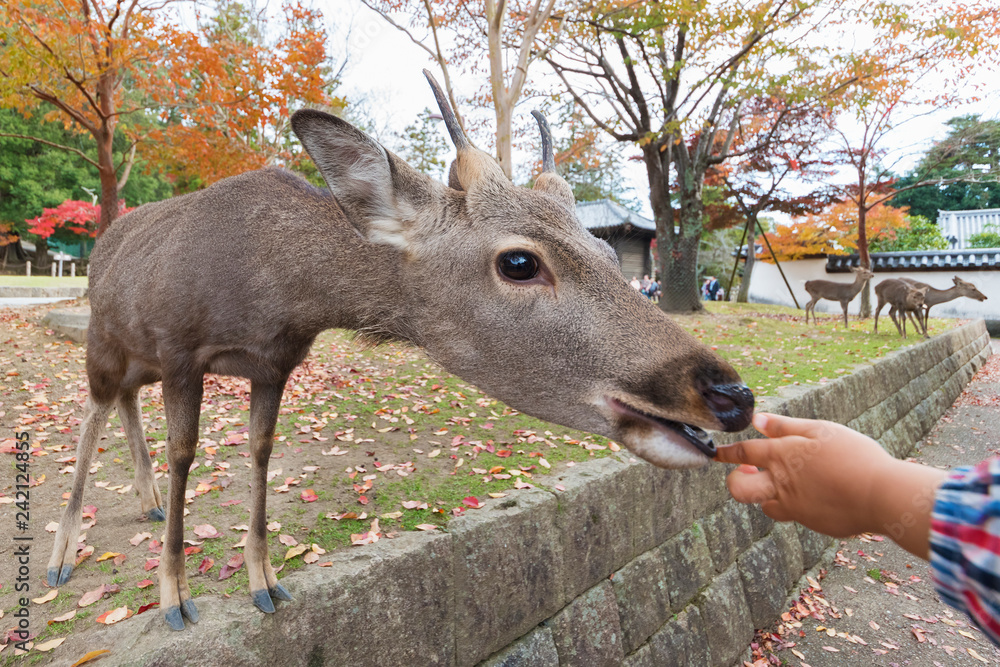 tourist feeds with deer biscuit at Nara wild deer in a public park of ...