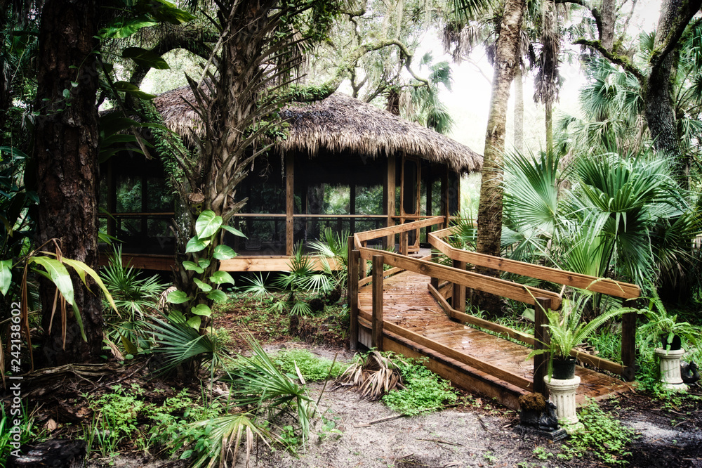 Early morning view of inside of a subtropical forest wilderness area in ...