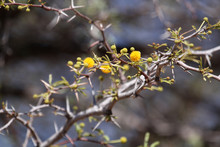 Dry Thornbush Free Stock Photo - Public Domain Pictures