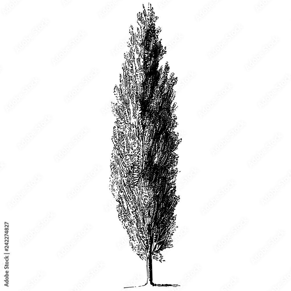 Cypress Tree Illustrations Stock Vector | Adobe Stock