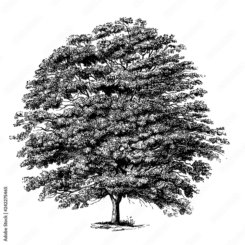 Yellow Buckeye Tree Illustrations Stock Vector | Adobe Stock