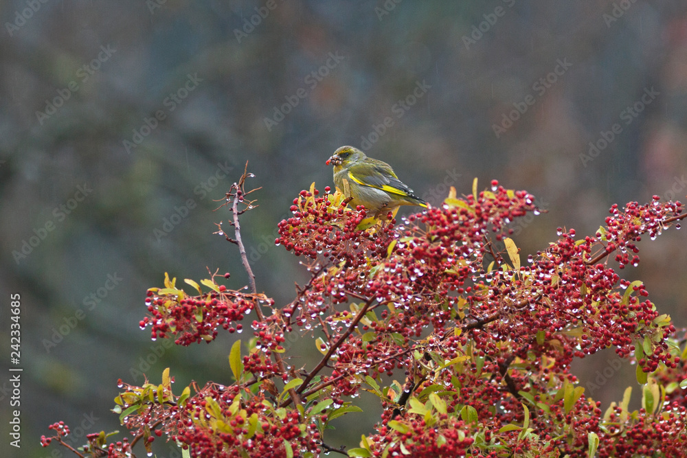 Fotografie Oiseau passereau vert et jaune posé sur une branche fleurie ...