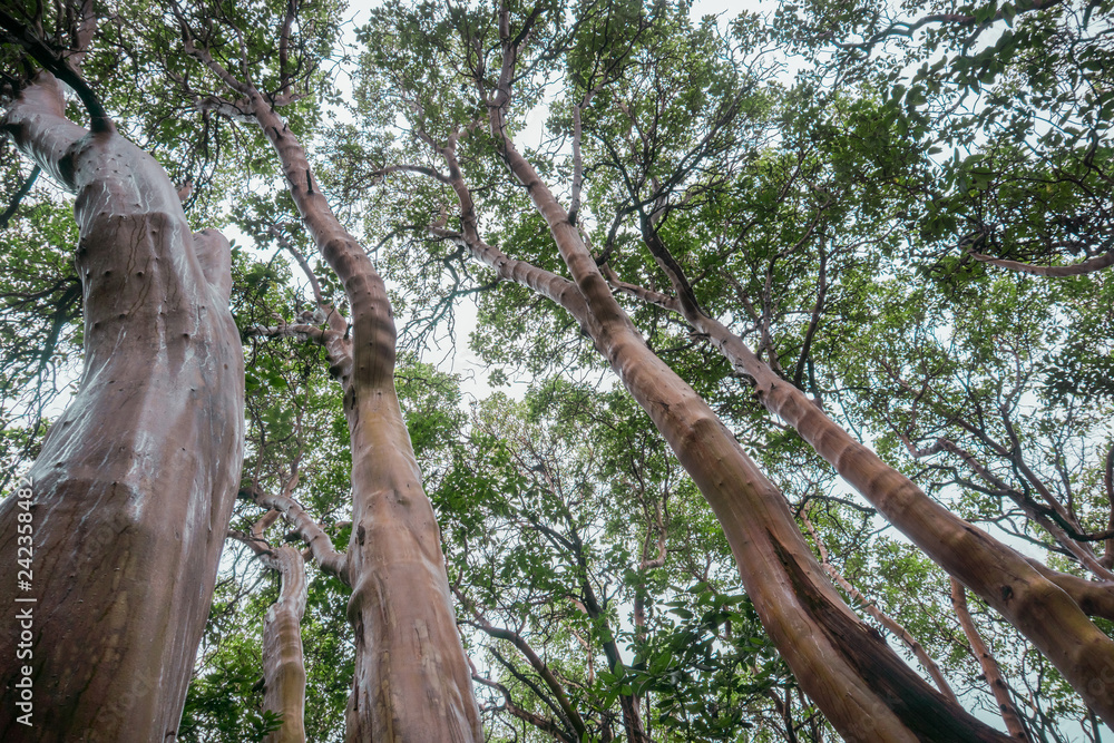 Madrone trees (Arbutus menziesii) forest on a rainy day, Castle Rock ...