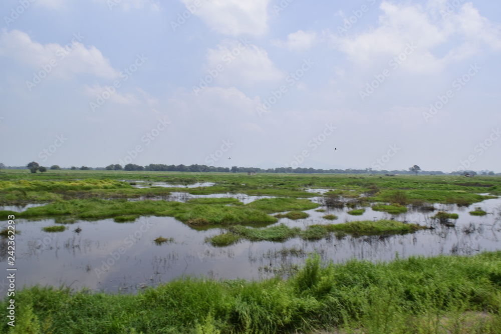 ZONA INUNDABLE, TEXCOCO, LAGO, PASTO SALADO Stock Photo | Adobe Stock