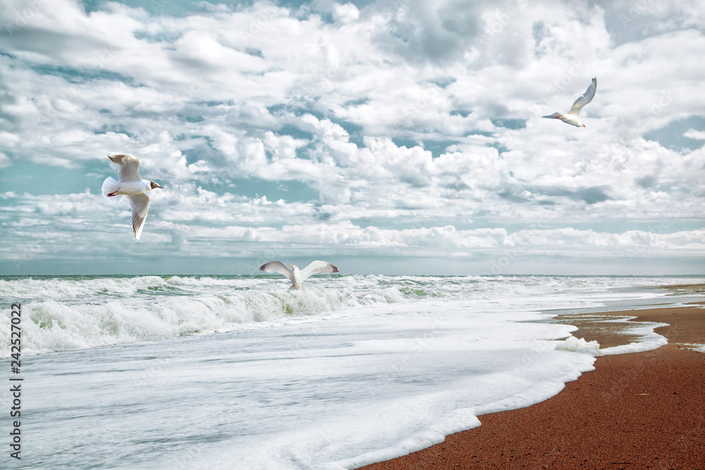 Möwen bei Sturm am Strand der Nordsee Stock Photo | Adobe Stock