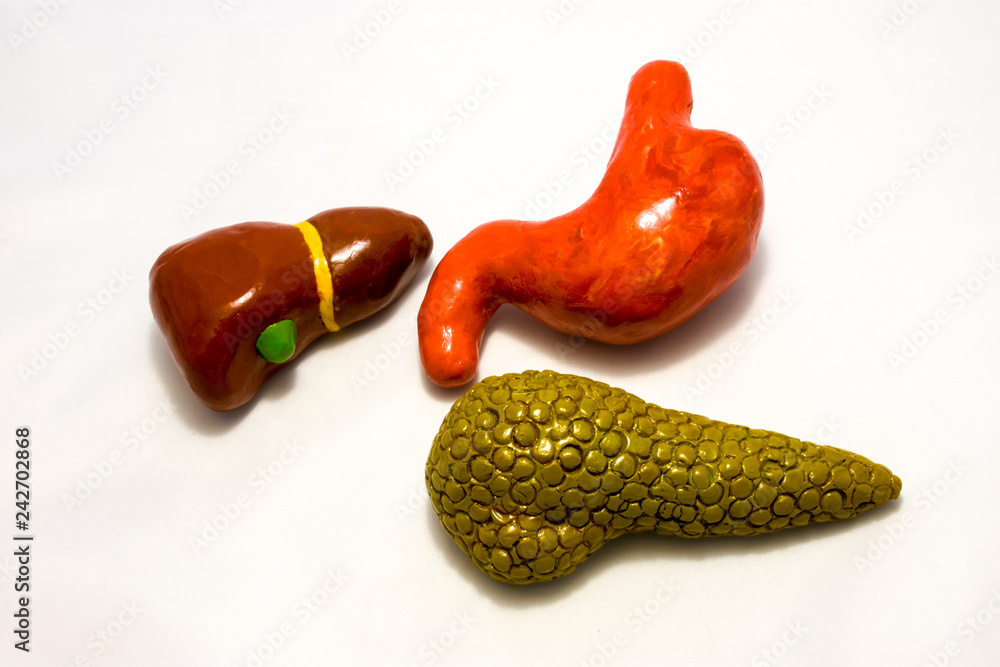 Organs of gastrointestinal tract: stomach, liver, gallbladder and ...