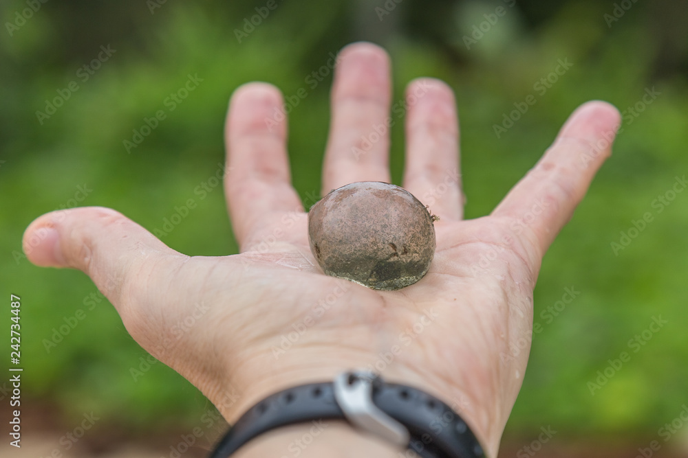 Bubble Algae Valonia ventricosa lie on a hand at the green background ...