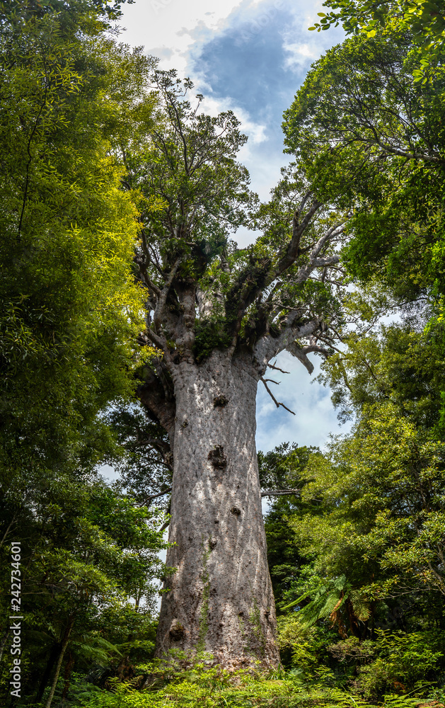 Tane Mahuta, the lord of the forest: the largest Kauri tree in Waipoua ...
