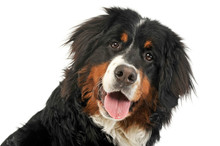 Bernese Mountain Dog 4 Free Stock Photo - Public Domain Pictures
