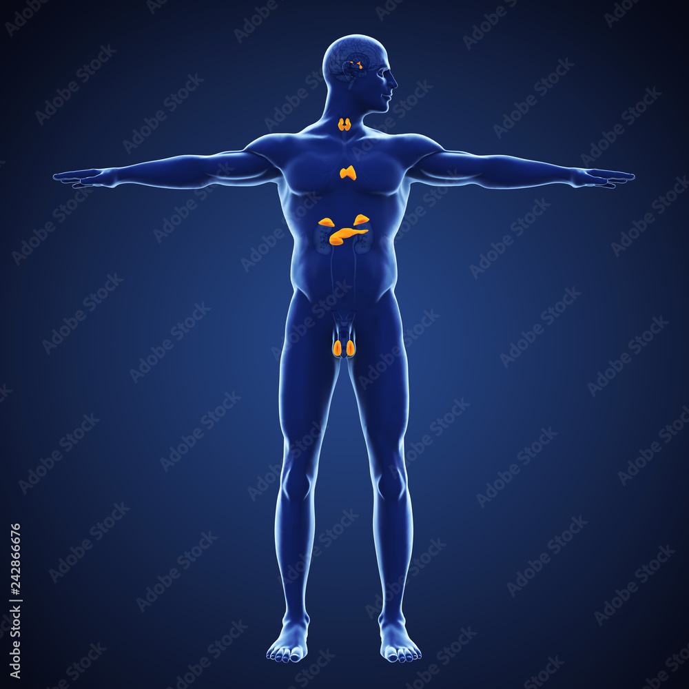 Human Endocrine System Illustration Stock Illustration | Adobe Stock