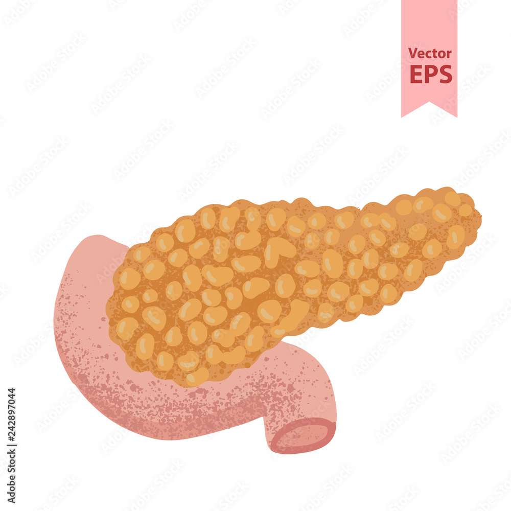 Human pancreas anatomy vector illustration. Organs for surgeries and ...