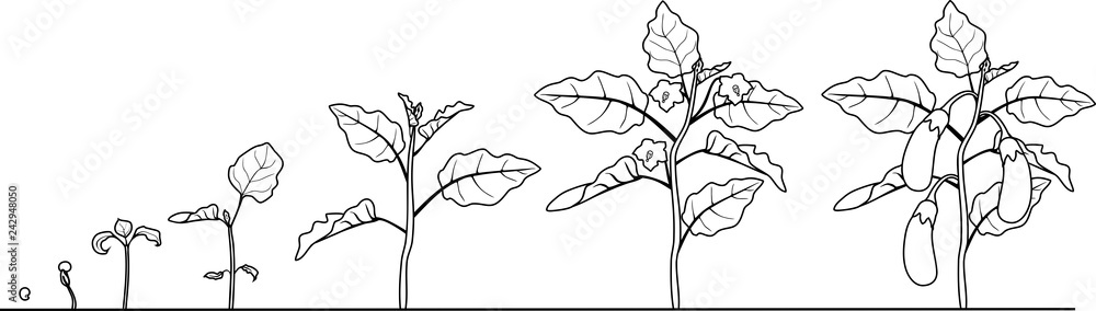 Coloring page. Life cycle of eggplant. Growth stages from seeding to ...