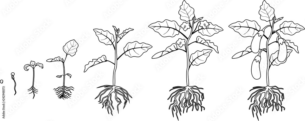 Coloring page. Life cycle of eggplant with root system. Growth stages ...