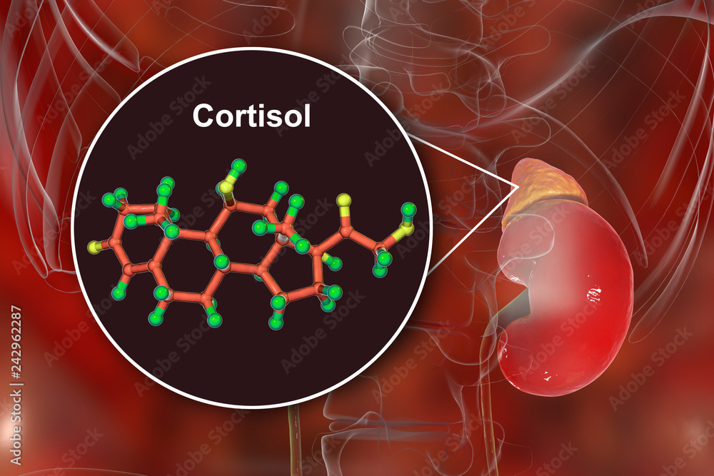 Stock-Illustration „Molecule of cortisol hormone and adrenal gland, 3D ...