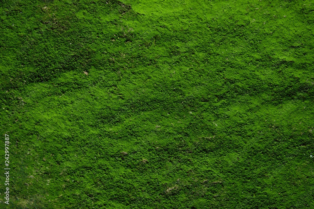 green moss texture and background Stock Photo | Adobe Stock
