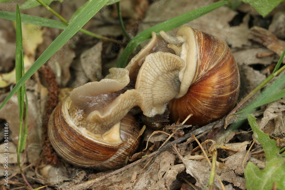 The Roman snail, also called Burgundy snail, edible snail or escargot ...