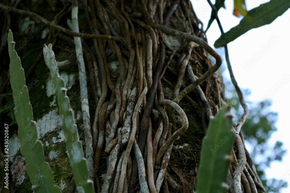 Jungle Tree Roots and Vines Stock Photo | Adobe Stock