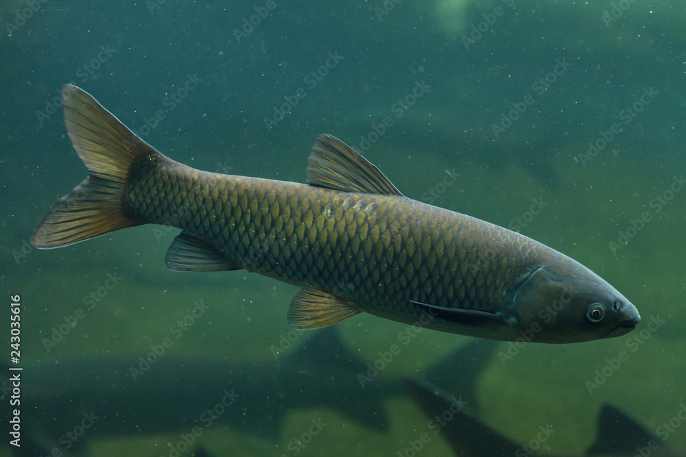 Grass carp (Ctenopharyngodon idella) Stock Photo | Adobe Stock