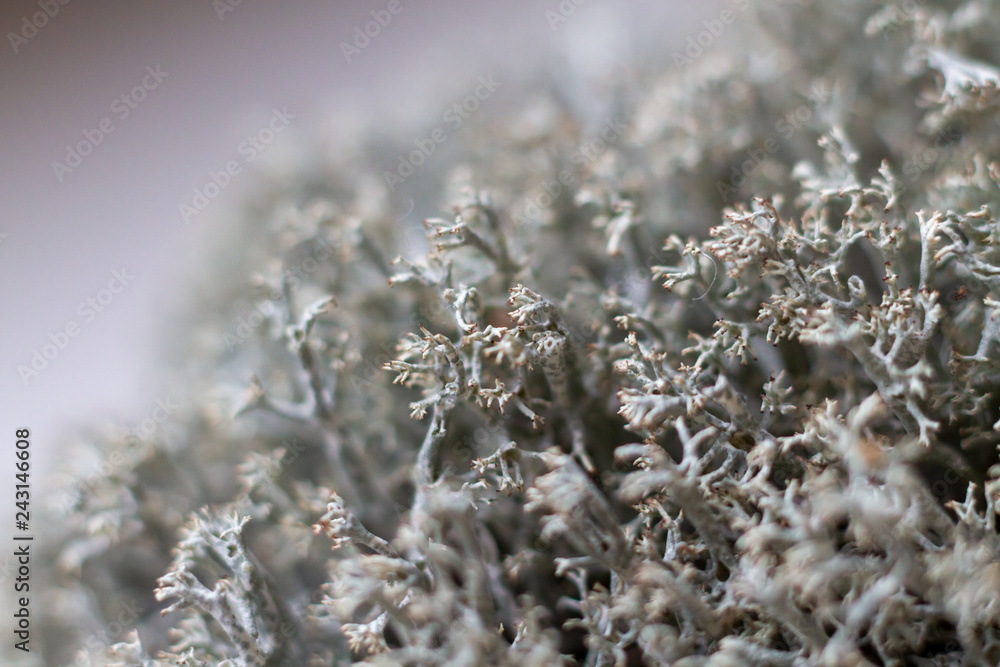 Macro shot. Dry gray forest moss. Selective focus. Lichen stabilized ...