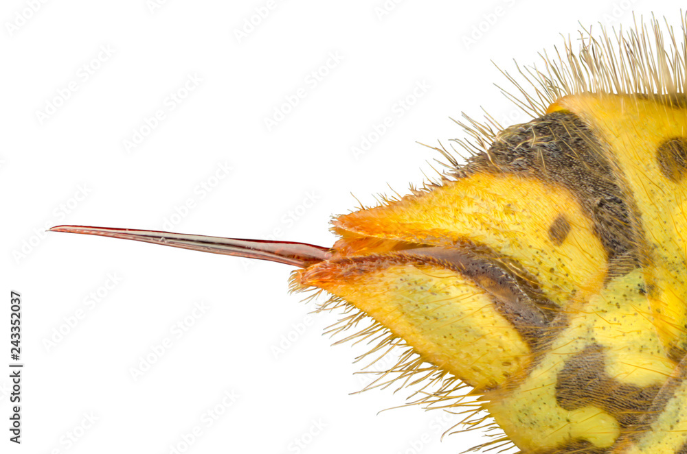 Giftstachel einer Wespe, Abdomen einer Wespe mit Wespenstachel, Wespen ...