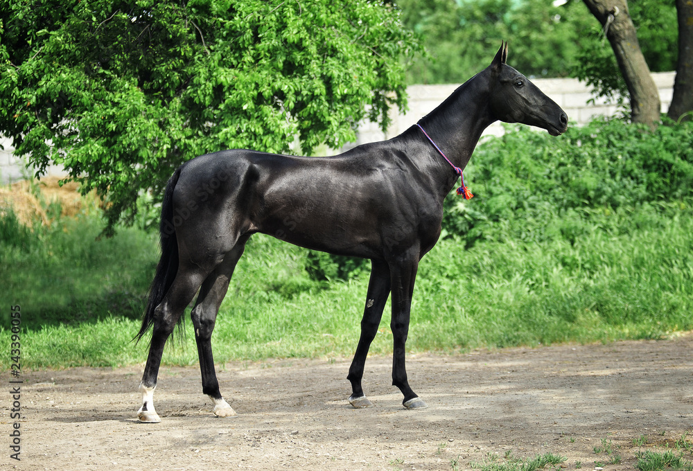 Black young akhal teke horse exterior photo with decoration on the neck ...