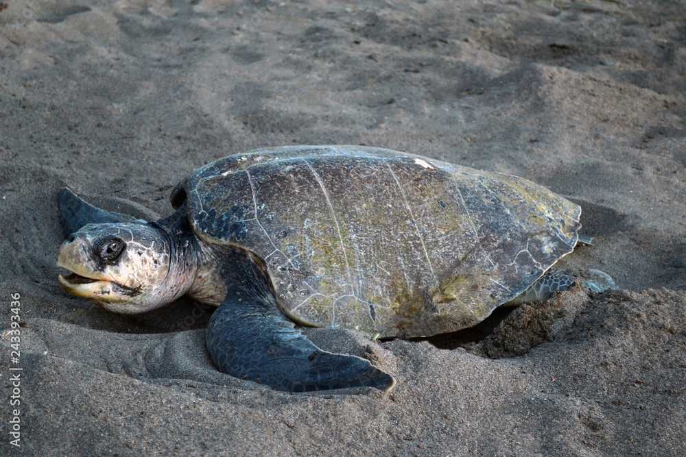 Tortuga lora desovando en playas de Costa Rica Stock Photo | Adobe Stock