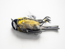 Carcass Of Small Dead Bird Free Stock Photo - Public Domain Pictures
