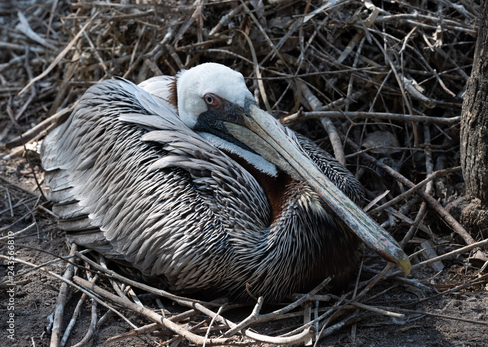 Female gray brown pelican with white head and long gray bill is nesting ...