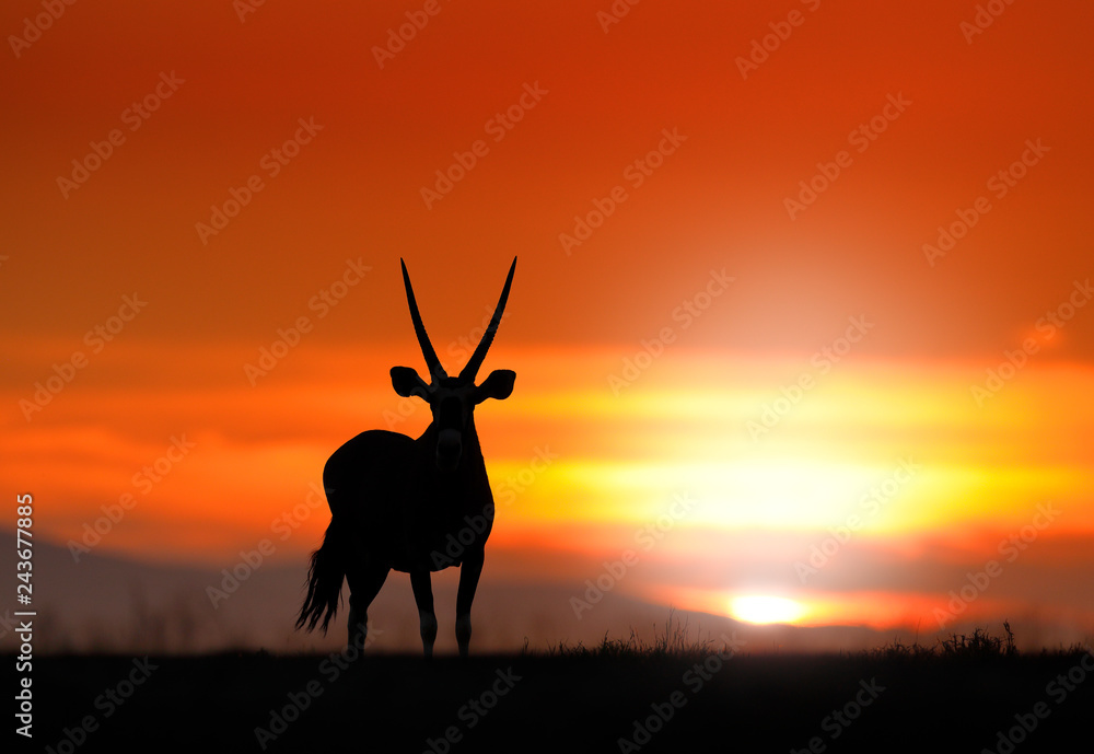 Gemsbok with orange sand dune evening sunset. Gemsbuck, Oryx gazella ...
