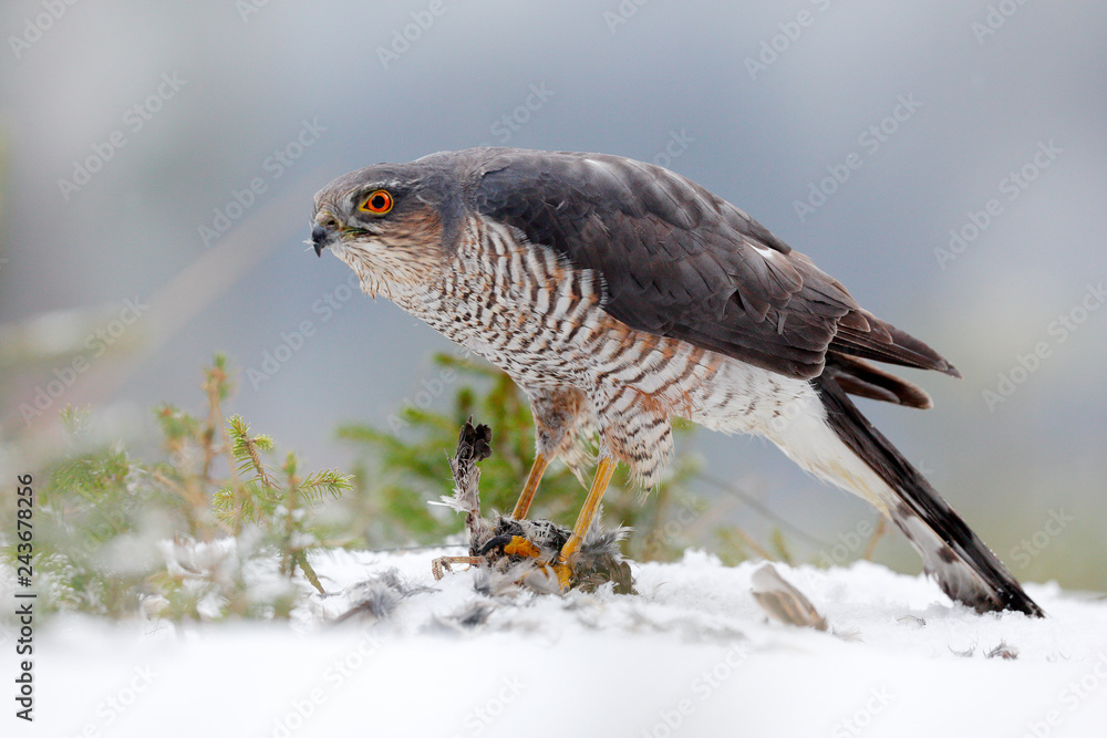 Eurasian sparrowhawk, Accipiter nisus, sitting on the snow in the ...