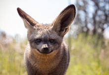 Bat Eared Fox Free Stock Photo - Public Domain Pictures