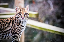 Ocelot Free Stock Photo - Public Domain Pictures