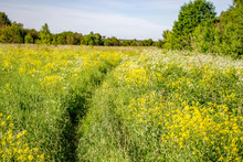 Path Through Field Free Stock Photo - Public Domain Pictures