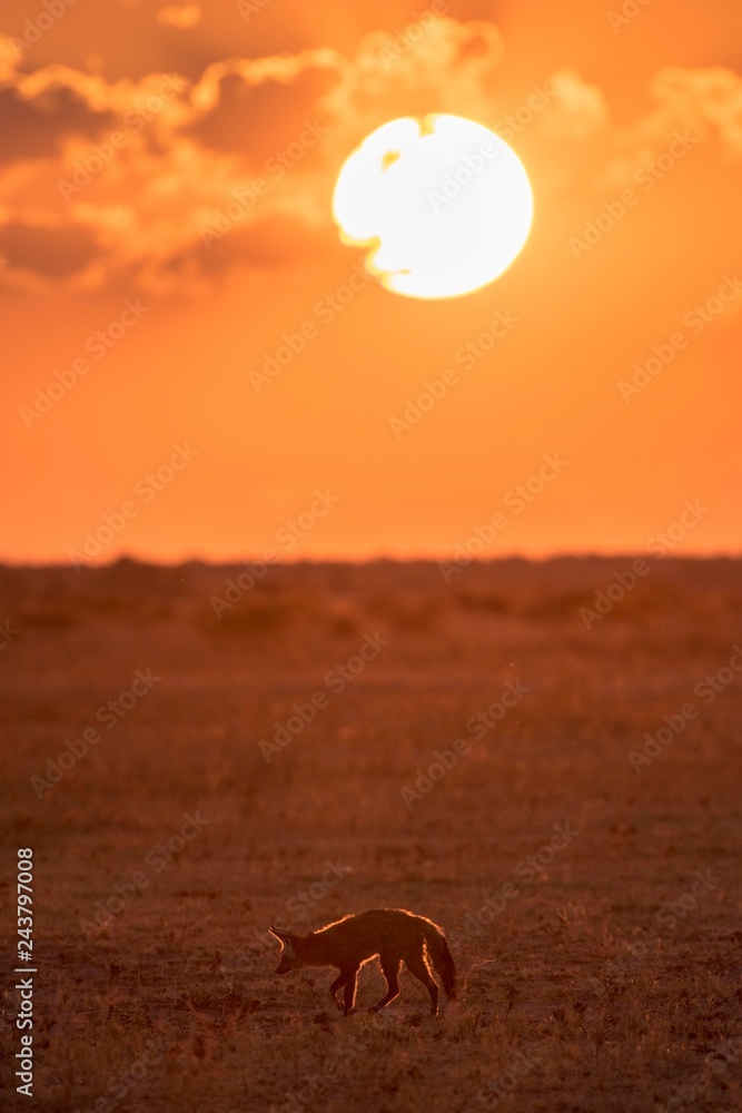 Bat-eared fox (Otocyon megalotis), at sunset, dry grassland, Nxai Pan ...