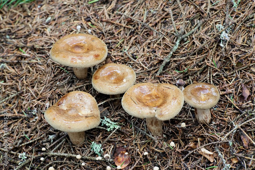 Paxillus involutus, commonly known as the brown roll-rim, common roll ...