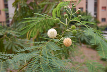 Leucaena Leucocephala Tree Free Stock Photo - Public Domain Pictures