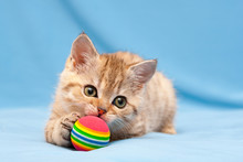 Playing Kittens. Free Stock Photo - Public Domain Pictures