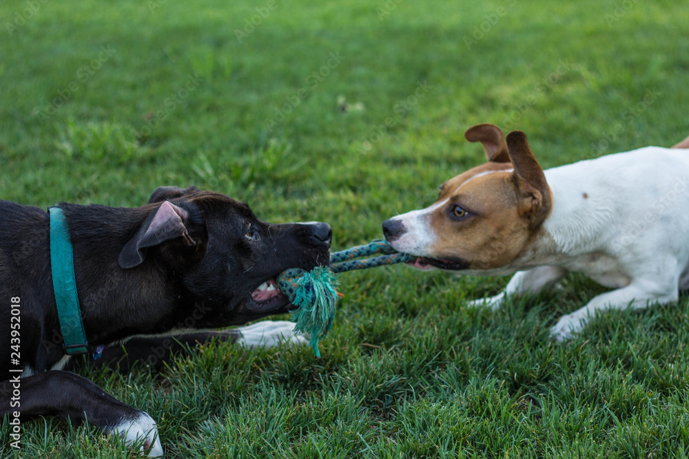 Foto de Stock Perro negro con blanco y perro cafe con blanco juando con ...