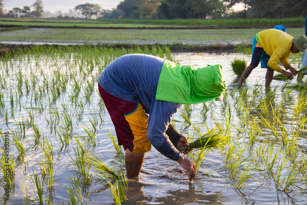 Philippines farmers planting rice Stock Photo | Adobe Stock