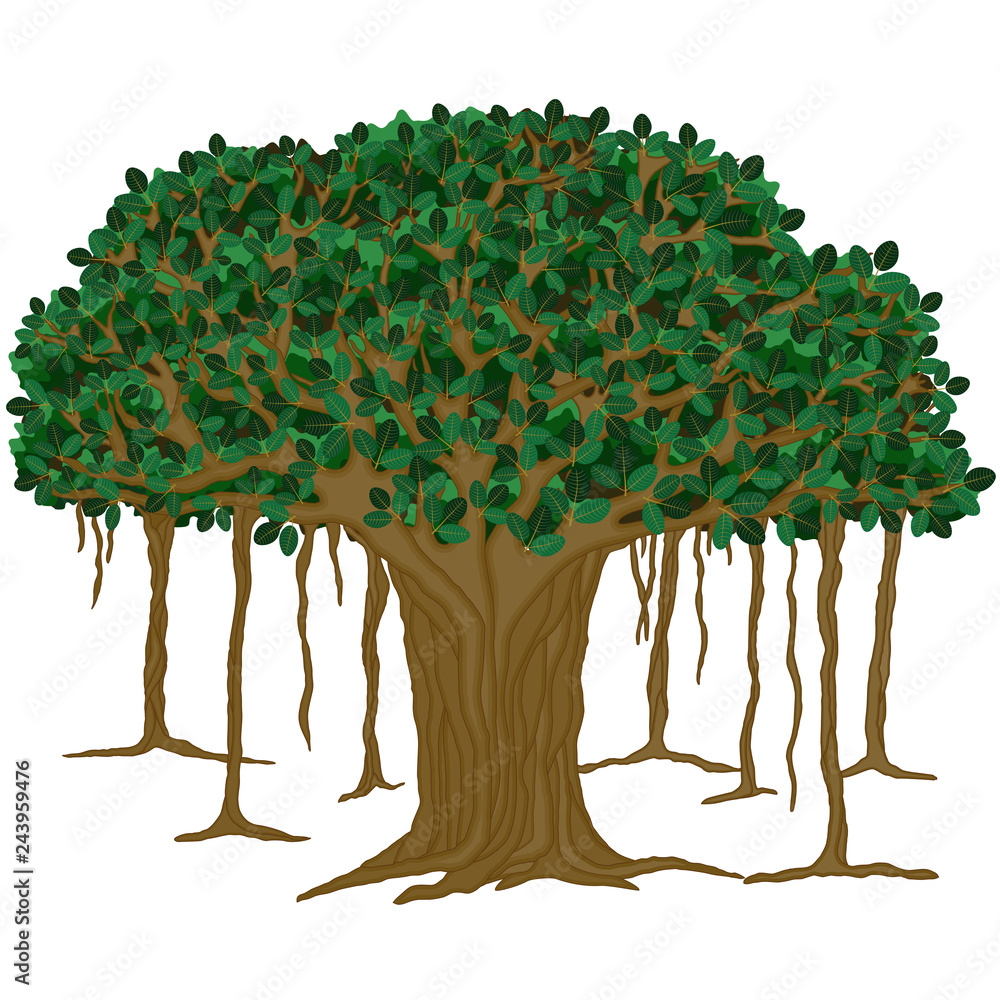 Banyan Tree Stock Vector | Adobe Stock
