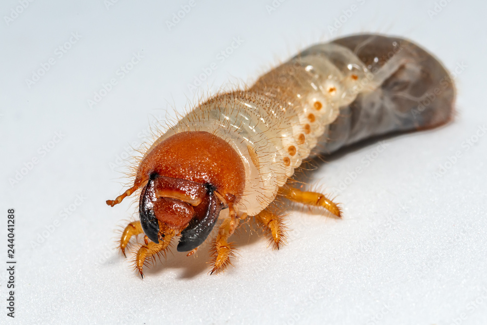 Image of grub worms, Coconut rhinoceros beetle (Oryctes rhinoceros ...