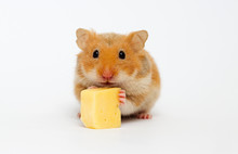Hamster Eating Free Stock Photo - Public Domain Pictures