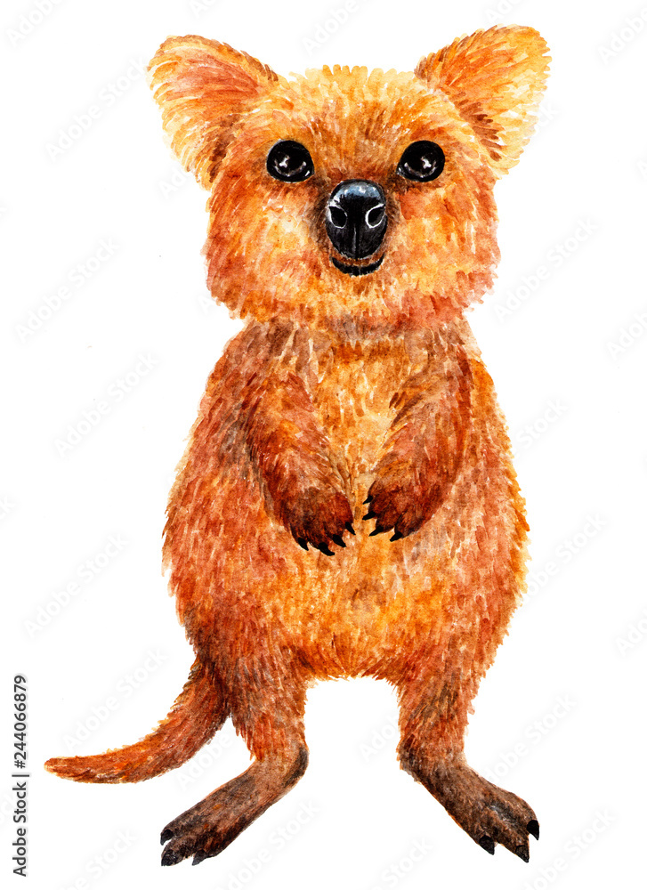 Quokka. Watercolor illustration. Quokka portrait in full growth ...