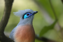 Madagascar Blue Cuckoo Free Stock Photo - Public Domain Pictures