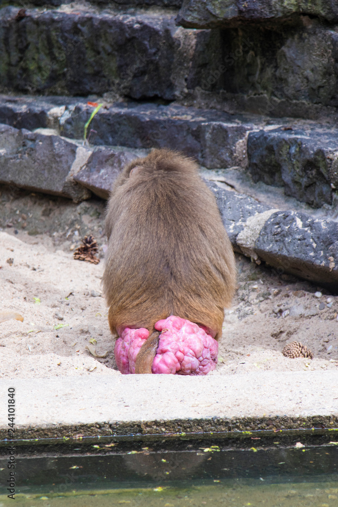 baboon monkey sitting and showing his pink butt Stock Photo | Adobe Stock